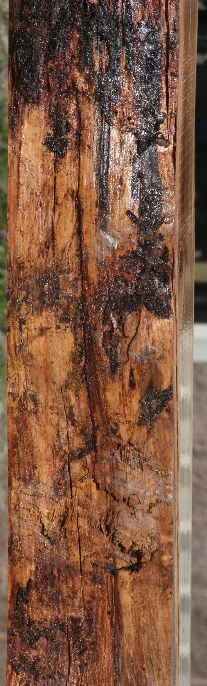 Monkey Puzzle Slab – Cook Woods