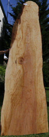 Sitka Spruce – Cook Woods